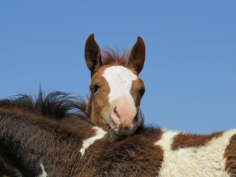 Potato Patch – Home of All Time Fancy